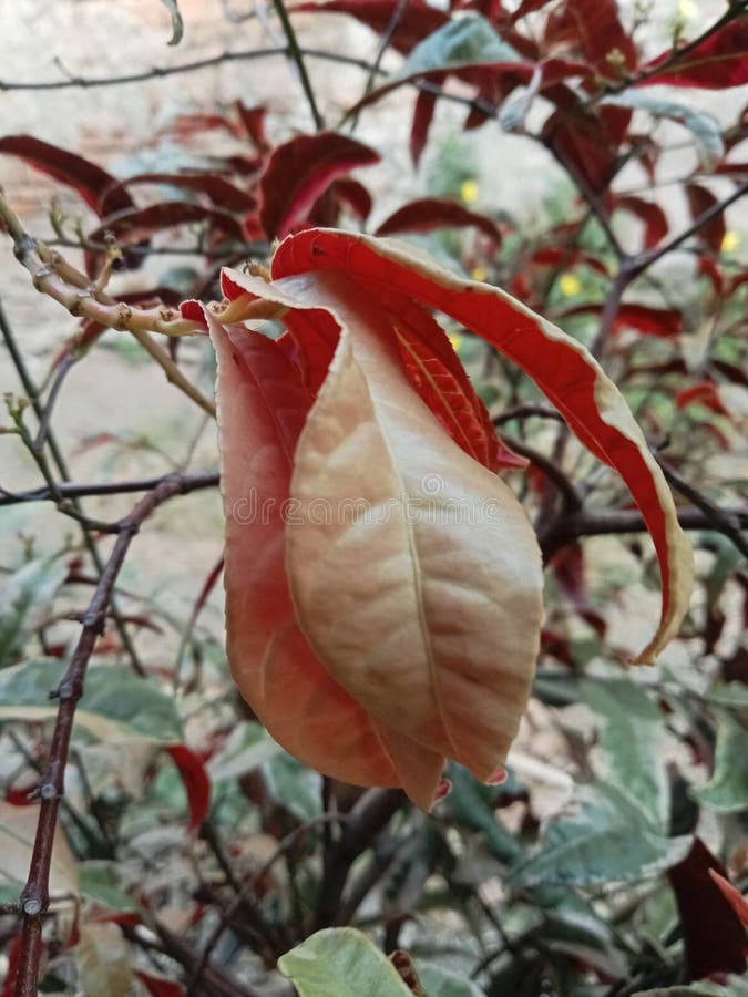 The Blood Sambang Plant is Known As a Medicinal Plant Which is Toxic To ...