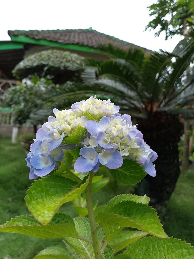 Beautiful Bloom Flower of Blue Hydrangeas in the Garden Stock Photo ...