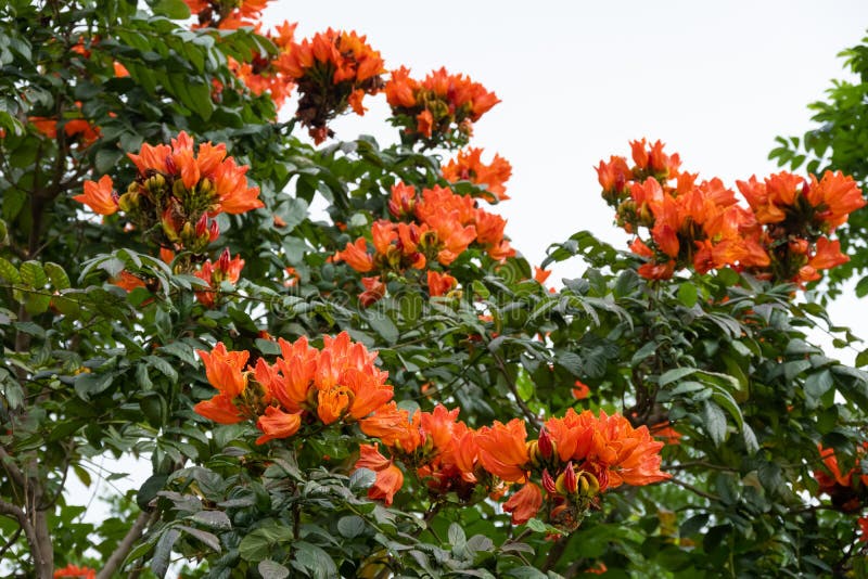 Beautiful Blooming African Tulip Tree or Spathodea Campanulata ...