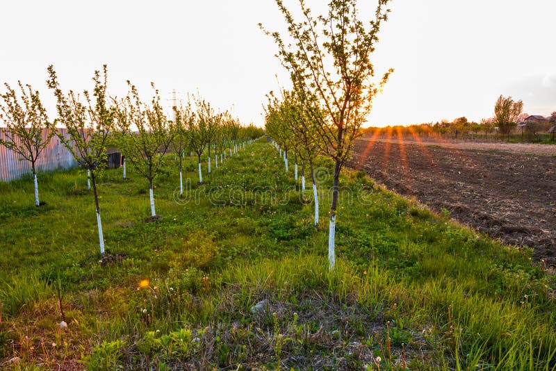 Beautiful Blooming of Apple Orchard. Agriculture Concept Stock Photo ...