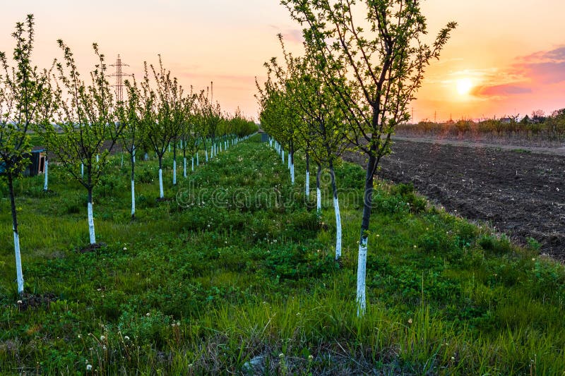 Beautiful Blooming of Apple Orchard. Agriculture Concept Stock Image ...