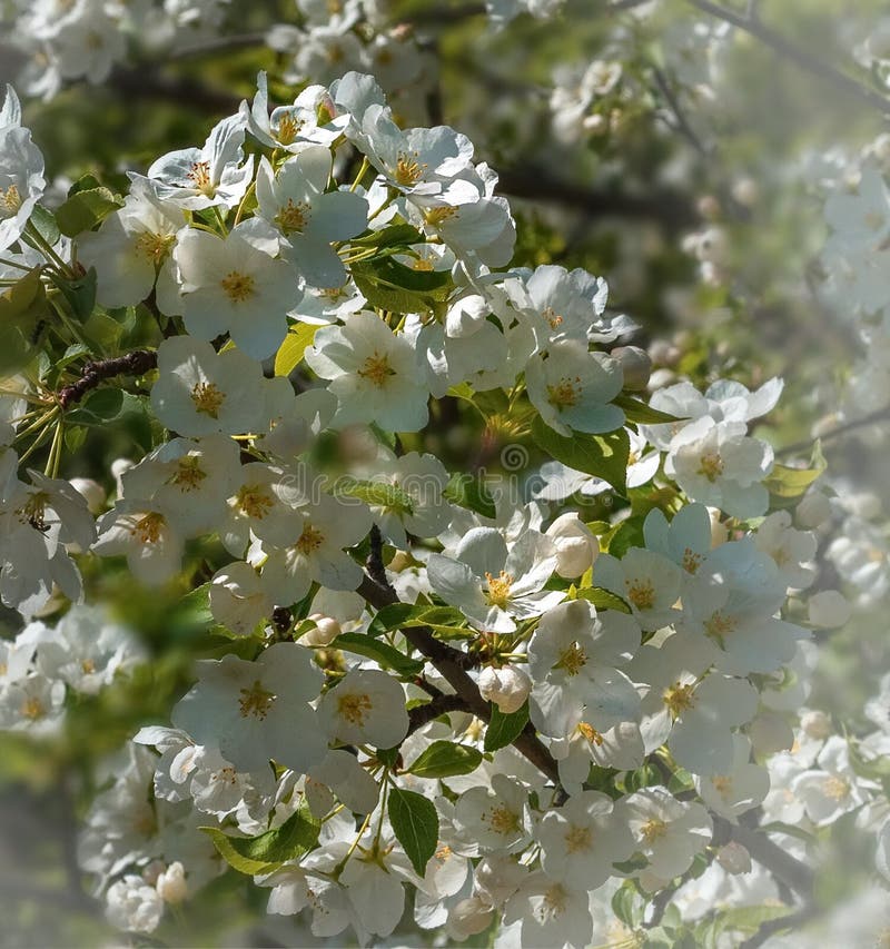 Blooming Apple Tree Spring Flowers on Trees Stock Photo - Image of ...