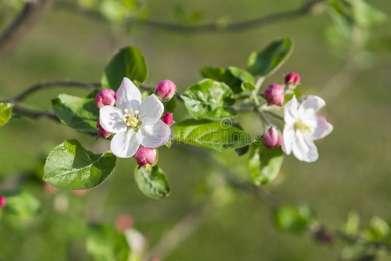 Beautiful Blooming Apple Trees in Spring Park Close Up. the Apple Tree ...