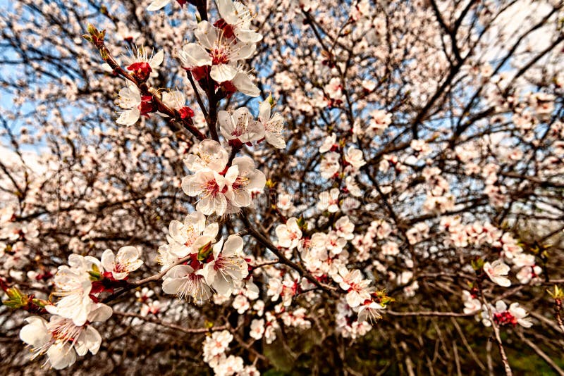 Beautiful Blooming Apricot Tree Flowers Stock Image - Image of garden ...