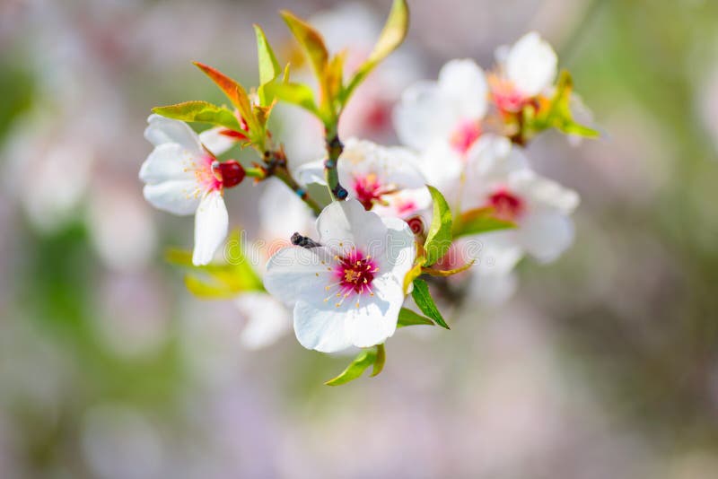 Beautiful Blooming Apricot Tree Stock Photo - Image of green, nature ...