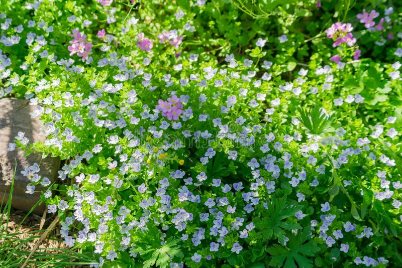 Beautiful Blooming Background of Small Forest Flowers Stock Image ...