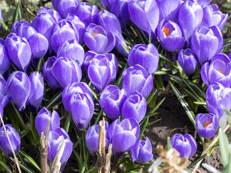 Beautiful Blooming Blue Crocuses Stock Photo - Image of crocuses ...