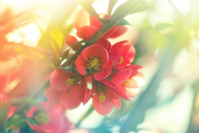 Beautiful blooming branch stock photo. Image of leaves - 50306424
