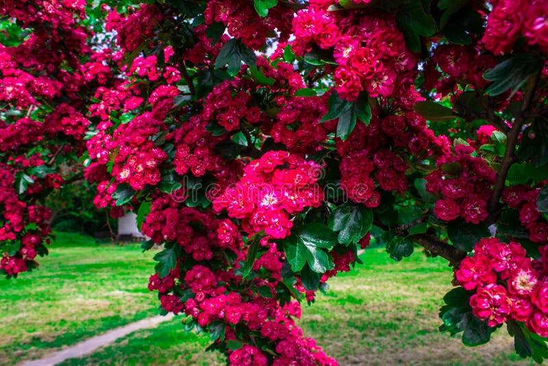 Beautiful Blooming Burgundy Trees. Red Flowers. Background. Stock Image ...