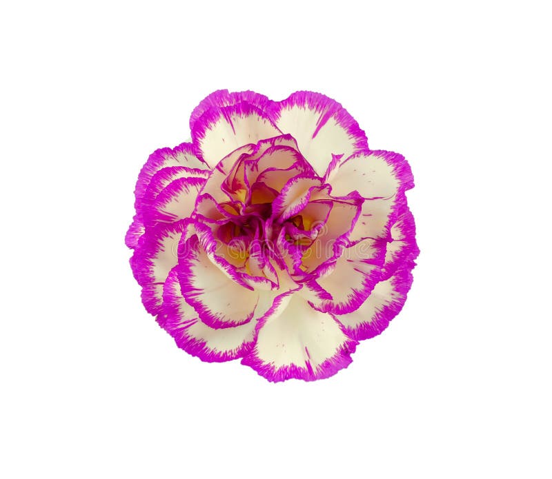 Beautiful Blooming Carnation Flower Head Stock Image - Image of ...