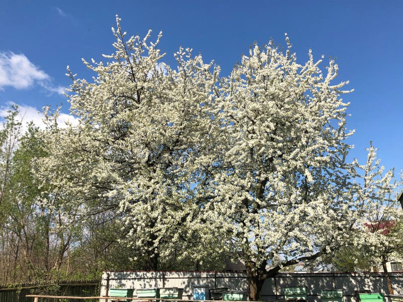Beautiful Blooming Cherry Tree in a Park Under the Sunlight Stock Photo ...