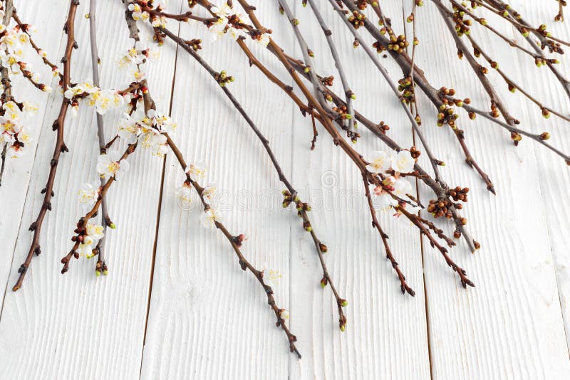 Beautiful Blooming Cherry Twigs on a White Wooden Table Stock Image ...