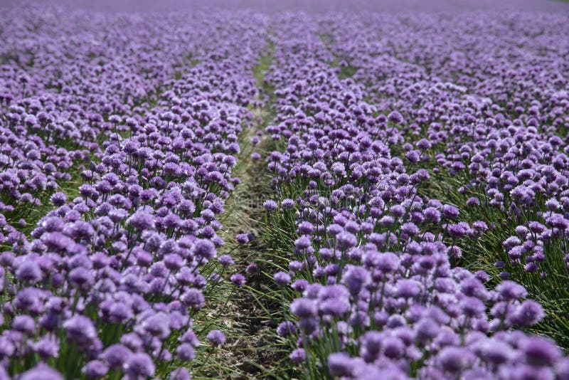 Blooming Chives, Allium Schoenoprasum Stock Image - Image of chives ...
