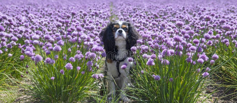 Blooming Chives, Allium Schoenoprasum Stock Image - Image of chives ...