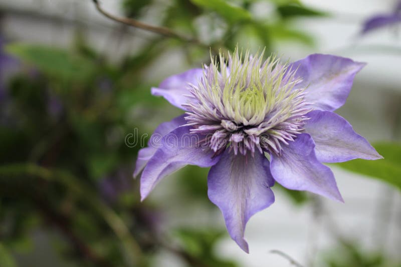 Beautiful Blooming Clematis Stock Image - Image of beautiful, climbing ...