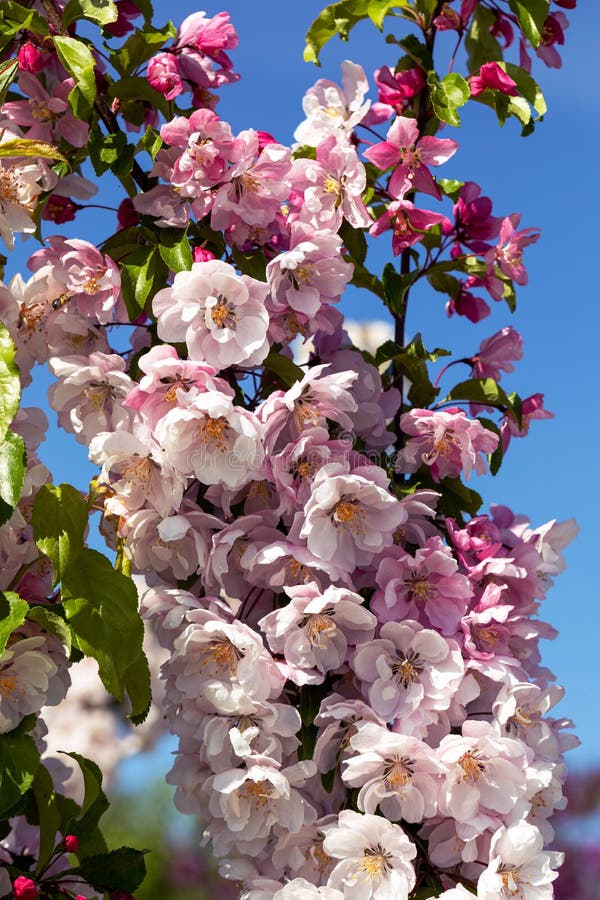 Blooming Columnar Apple Tree in the Garden on a Spring Sunny Day Stock ...