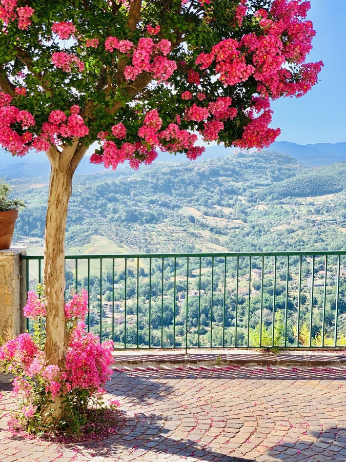 Beautiful Blooming Crape Myrtle Tree in a Park Stock Image - Image of ...