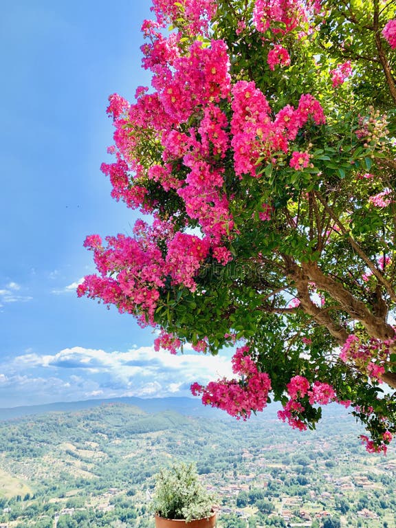 Beautiful Blooming Crape Myrtle Tree in a Park Stock Image - Image of ...