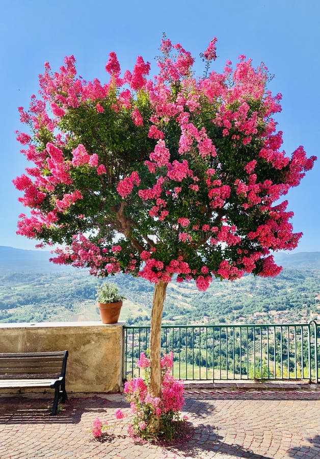 Beautiful Blooming Crape Myrtle Tree in a Park Stock Photo - Image of ...