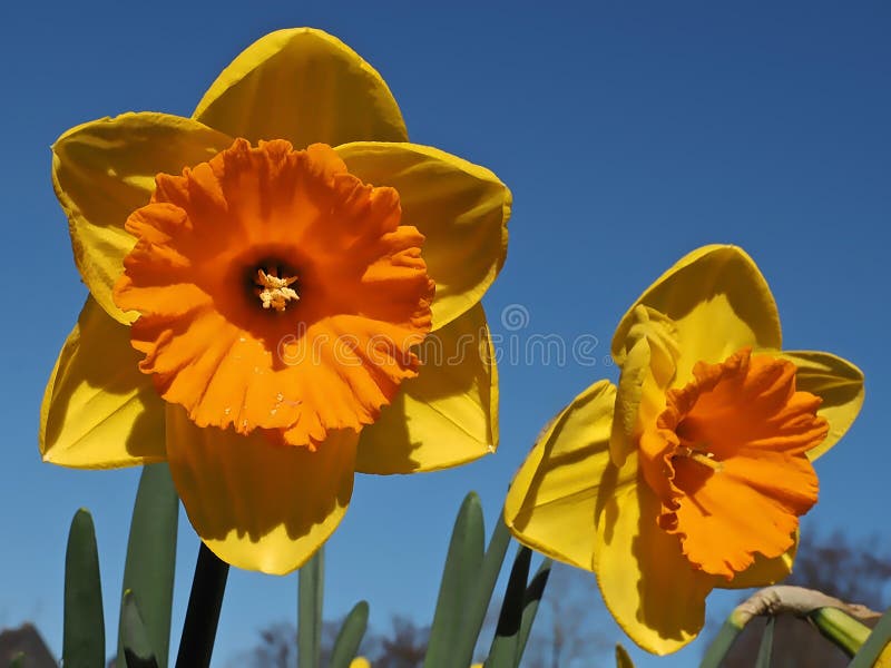 Orange Filled Blooming Daffodils Stock Photo - Image of fresh, flower ...