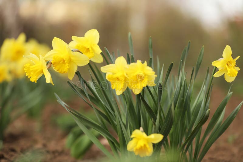 Beautiful Blooming Daffodils on Spring Day Stock Image - Image of aroma ...