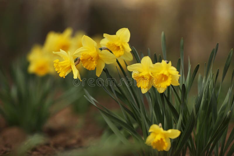 Beautiful Blooming Daffodils on Spring Day Stock Photo - Image of ...