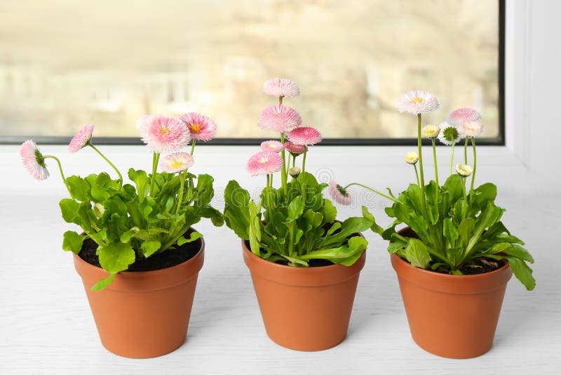 Daisies in pots stock photo. Image of blossom, floral - 2314996