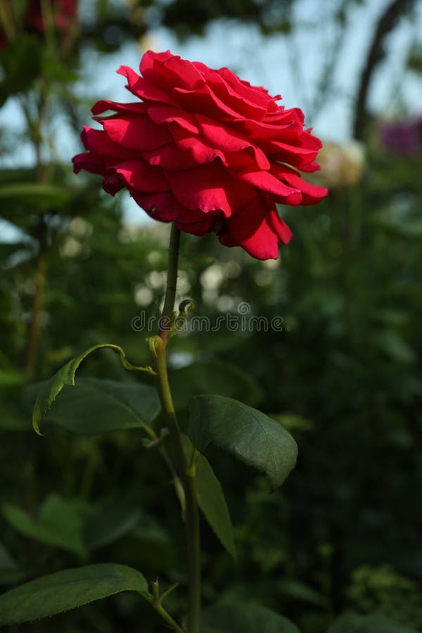 Beautiful Blooming Dark Pink Rose on Bush Outdoors Stock Image - Image ...