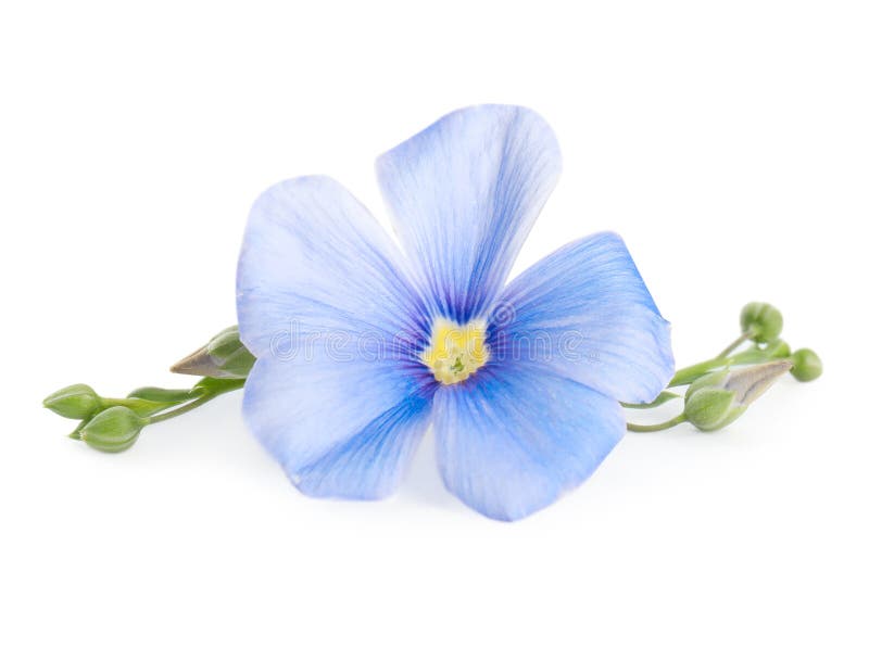 Beautiful Blooming Flax Flower on White Stock Photo - Image of buds ...