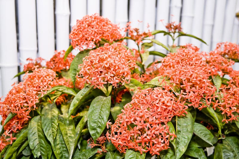 Beautiful blooming flower stock image. Image of garden - 11199129