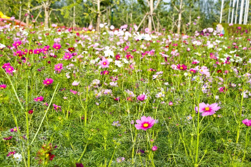 Beautiful blooming flower stock photo. Image of blooming - 11537230