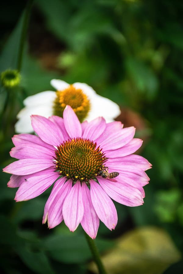 Beautiful Blooming Flower Echinacea Purpurea Flower Close Up Stock ...