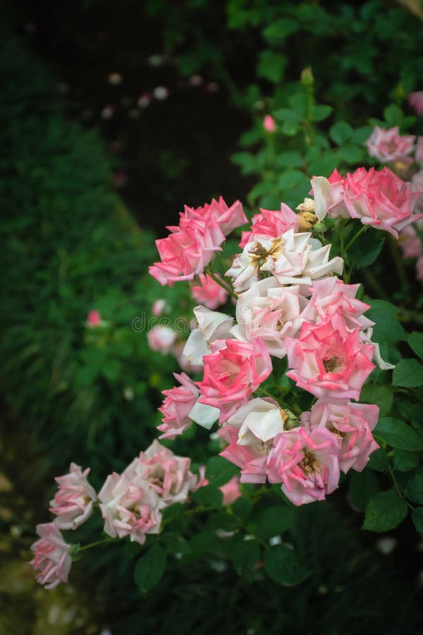 Beautiful Blooming Flower Rose Flower Close Up Stock Photo - Image of ...
