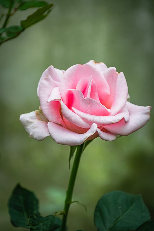 Beautiful Blooming Flower Rose Flower Close Up Stock Photo - Image of ...