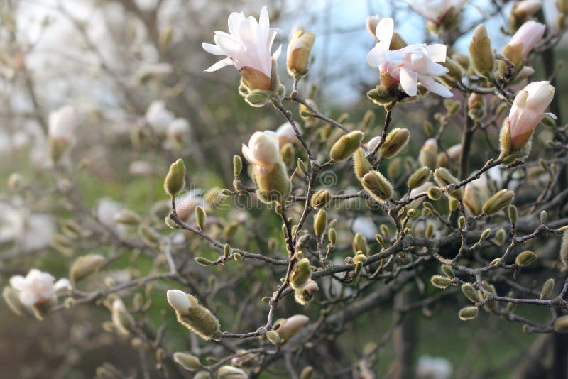 Beautiful Blooming Flowers in Soft Light Stock Image - Image of meadow ...