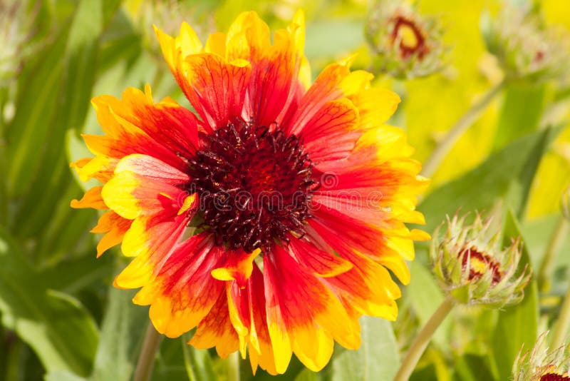 Beautiful blooming Flowers stock photo. Image of light - 31945124