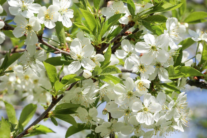 Flowers on tree branch stock photo. Image of closeup - 139757510