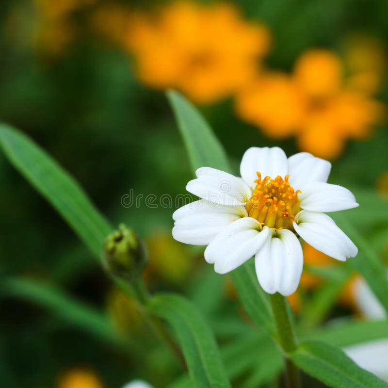Beautiful blooming flowers stock image. Image of floral - 30219083