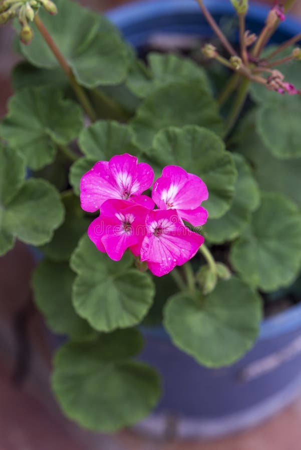 A Beautiful Blooming Fresh Geranium Stock Photo - Image of closeup ...
