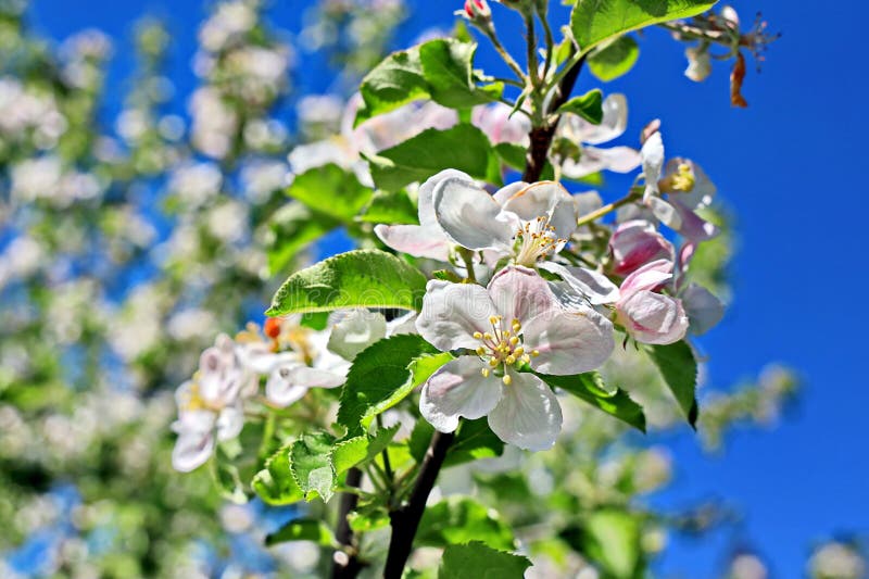 Beautiful Blooming Fruit Trees on Background of the Blue Sky and Clouds ...