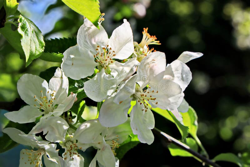 Beautiful Blooming Fruit Trees on Background of the Blue Sky and Clouds ...