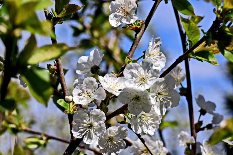 Beautiful Blooming Fruit Trees on Background of the Blue Sky and Clouds ...
