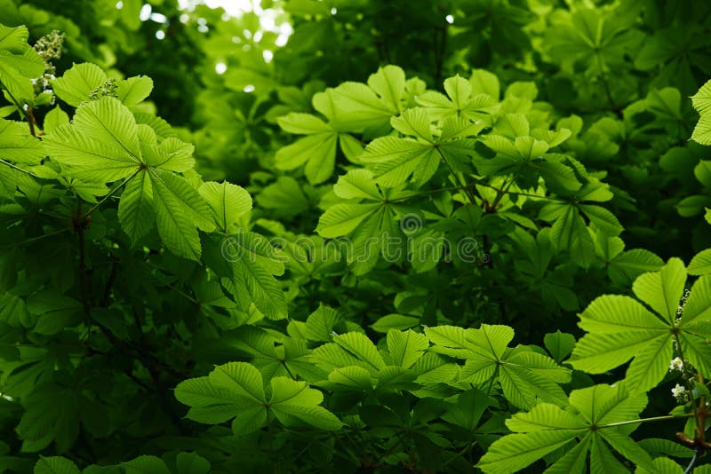 Beautiful Blooming Green Chestnut Tree Outdoors Stock Image - Image of ...