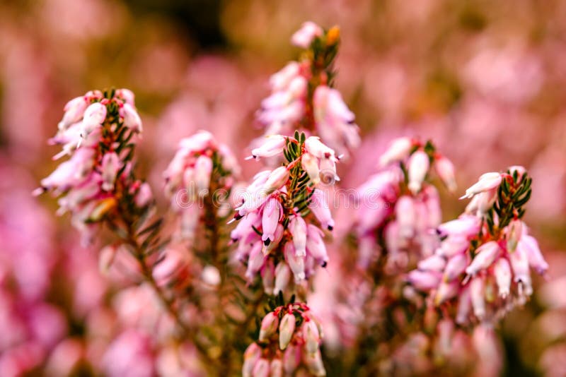 Beautiful Blooming Heathers in Early Spring Stock Photo - Image of ...