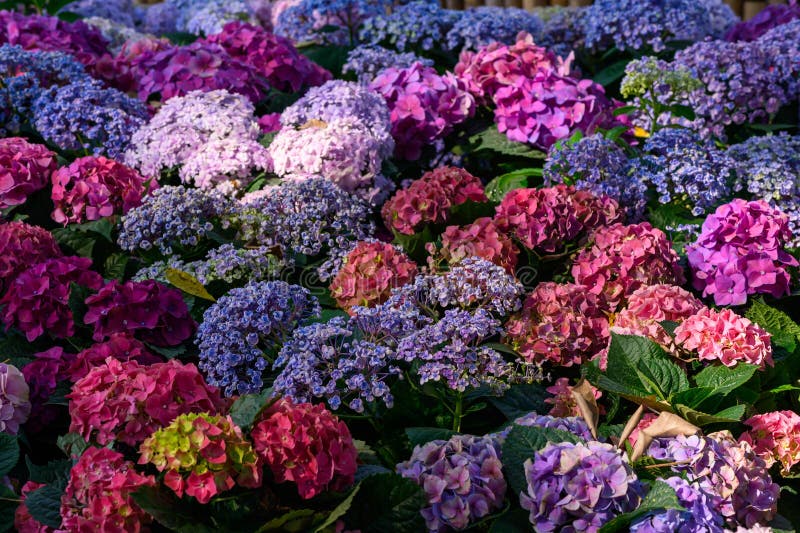 Beautiful Blooming Hydrangeas Flowers in the Garden Stock Photo - Image ...