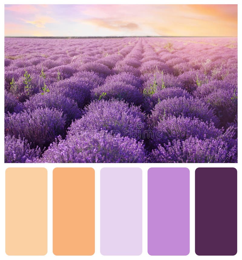 Cmyk Dark Violet Color Code Stock Photos - Free & Royalty-Free Stock ...