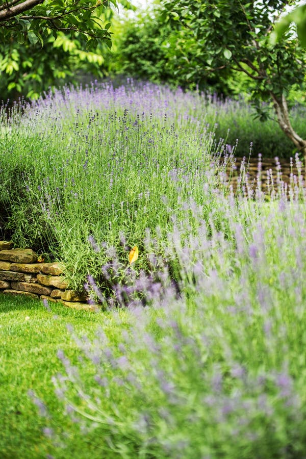 Beautiful Blooming Lavender Stock Image - Image of flower, aroma: 224967891
