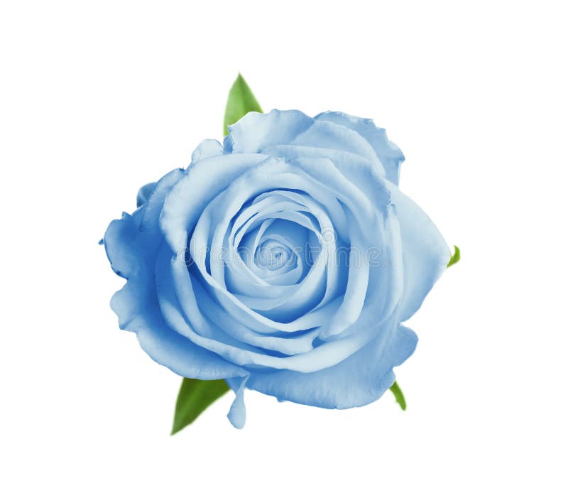 Beautiful Blooming Light Blue Rose on White Background Stock Image ...