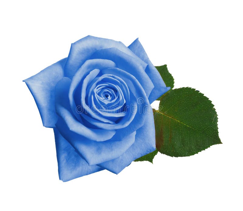 Beautiful Blooming Light Blue Rose on White Background Stock Image - Image of decoration, decor ...