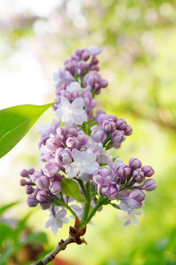 Beautiful lilac stock photo. Image of macro, ideas, beauty - 30014218